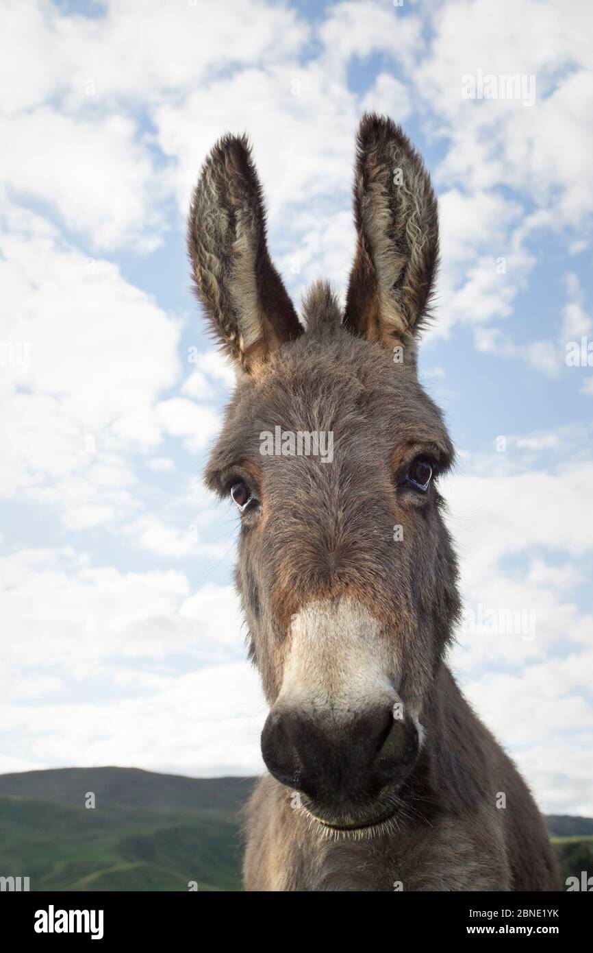 Donkey (Equus africanus asinus) portrait, Silver Range, Hawkes Bay, New ...