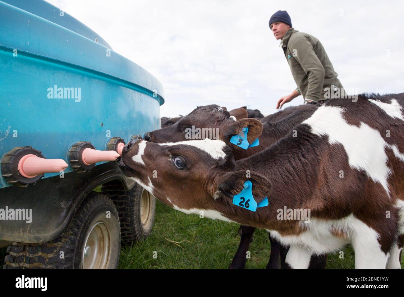 Friesian-Jersey cross calves (Bos taurus) feeding from a mobile milk ...