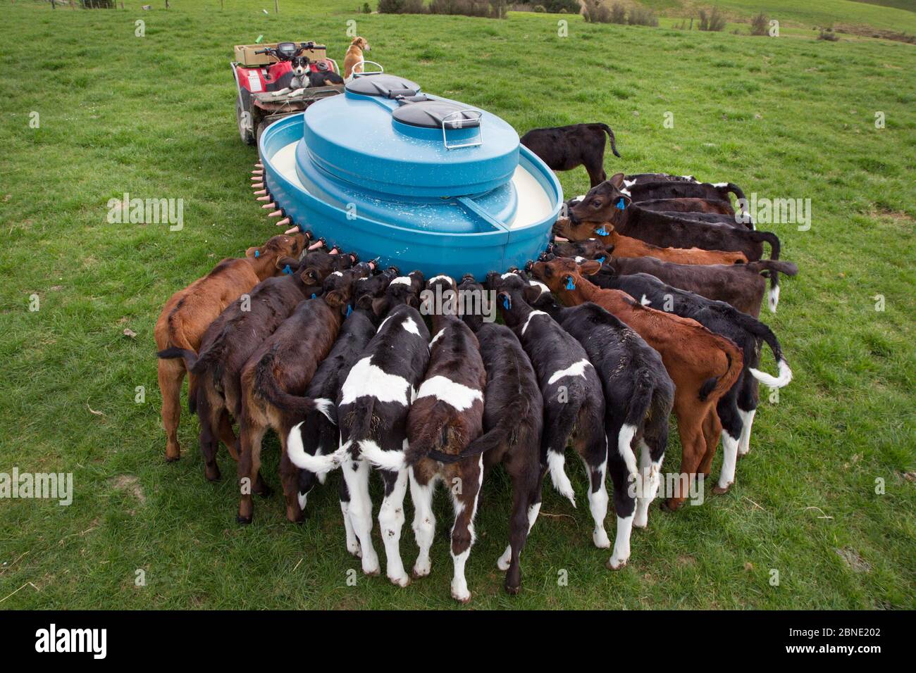 Friesian-Jersey cross calves (Bos taurus) feeding from a mobile milk ...