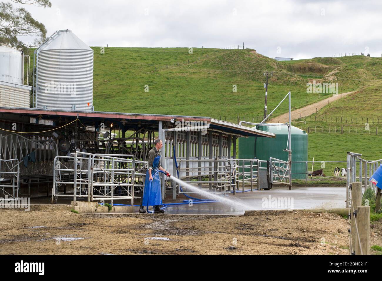 Milking shed new zealand hi-res stock photography and images - Alamy