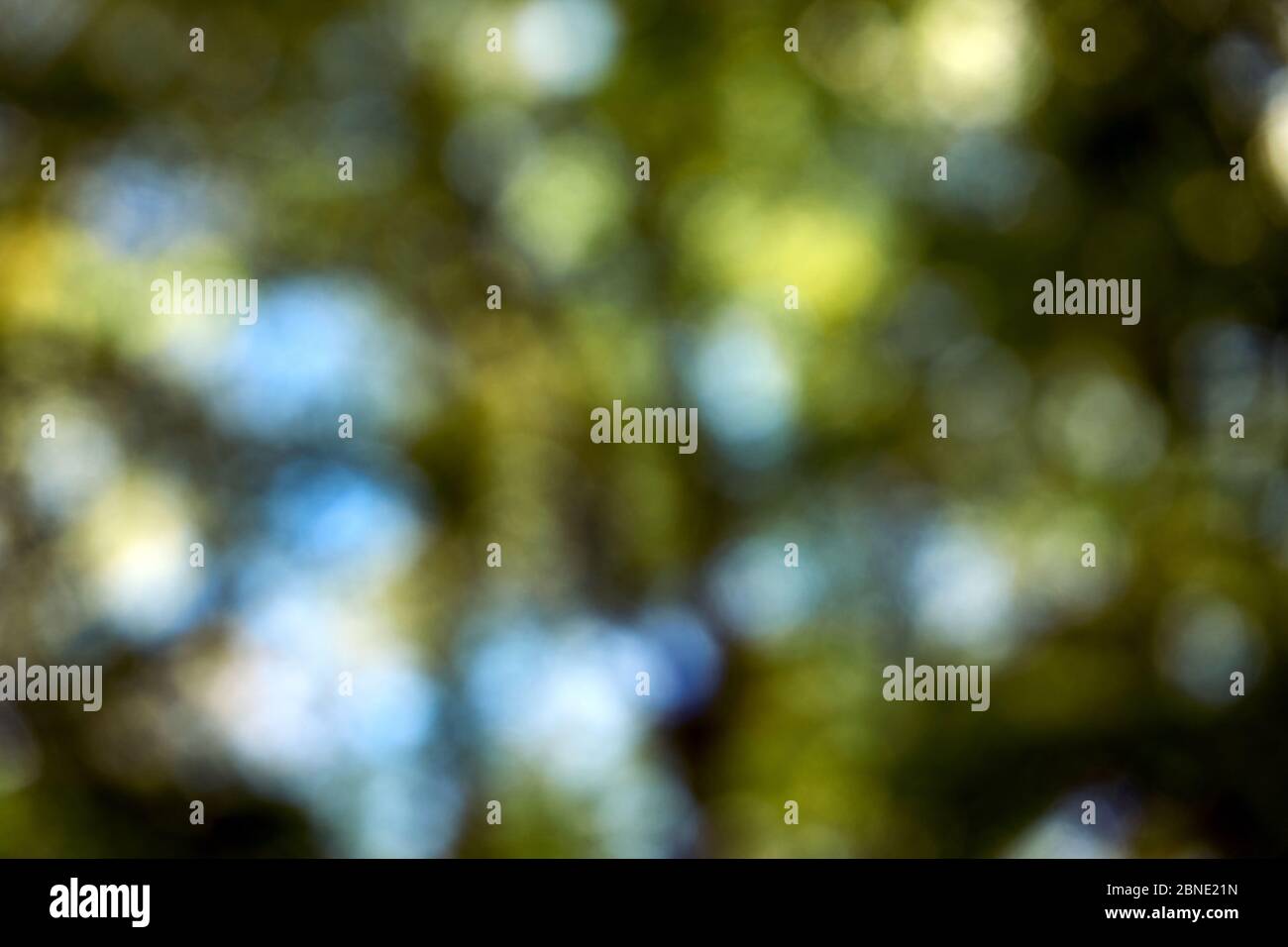 Blurred green bokeh natural tree in the park with bright sunlight ...