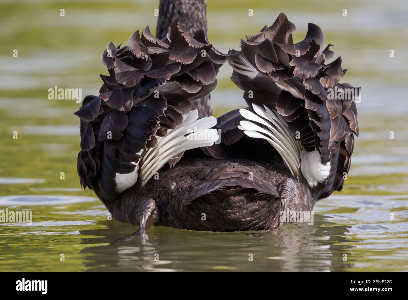 Rear view of Black swan (Cygnus atratus) on water ruffling its wings ...