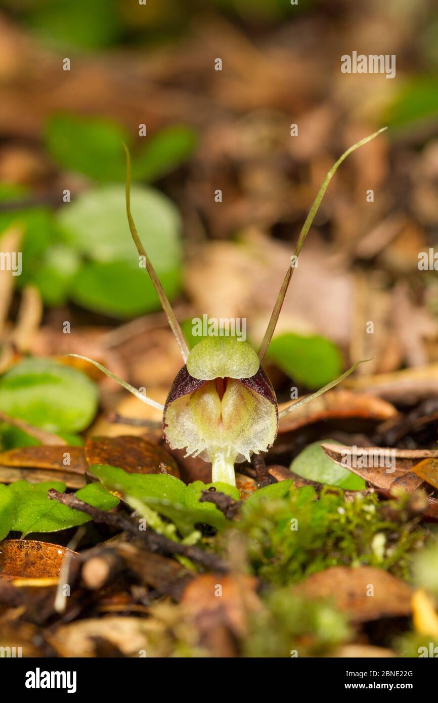 New Zealand spider orchid (Corybas "pygmy") flower amongst leaf litter ...