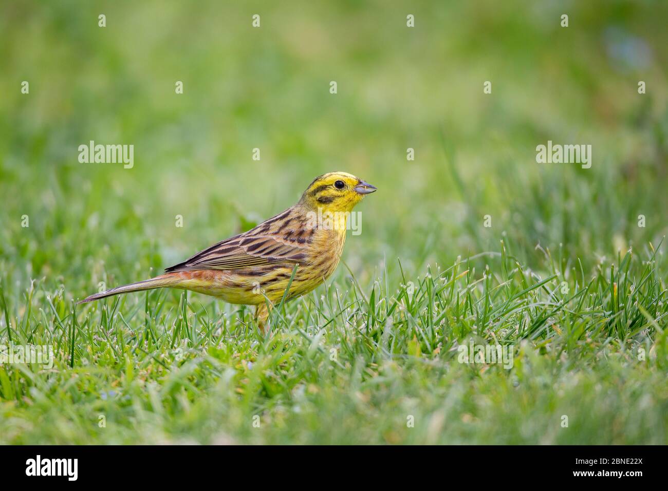 Male yellowhammer (Emberiza citrinella) feeding on grass seeds on a ...