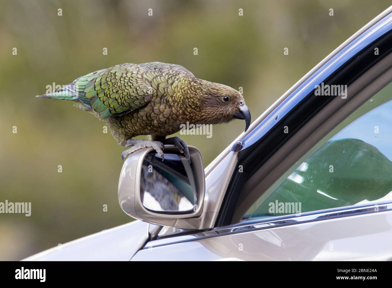 Kea at vehicle hi-res stock photography and images - Alamy