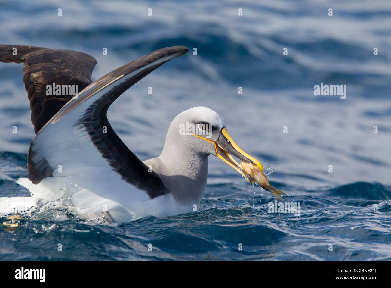 Dead albatross hi-res stock photography and images - Alamy