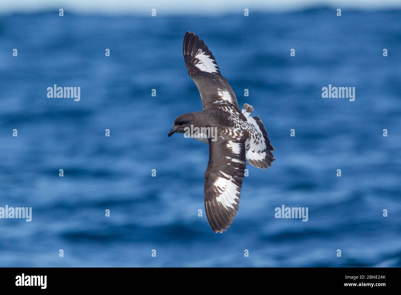 Cape petrel (Daption capense) flying over sea, off Kaikoura, Canterbury ...