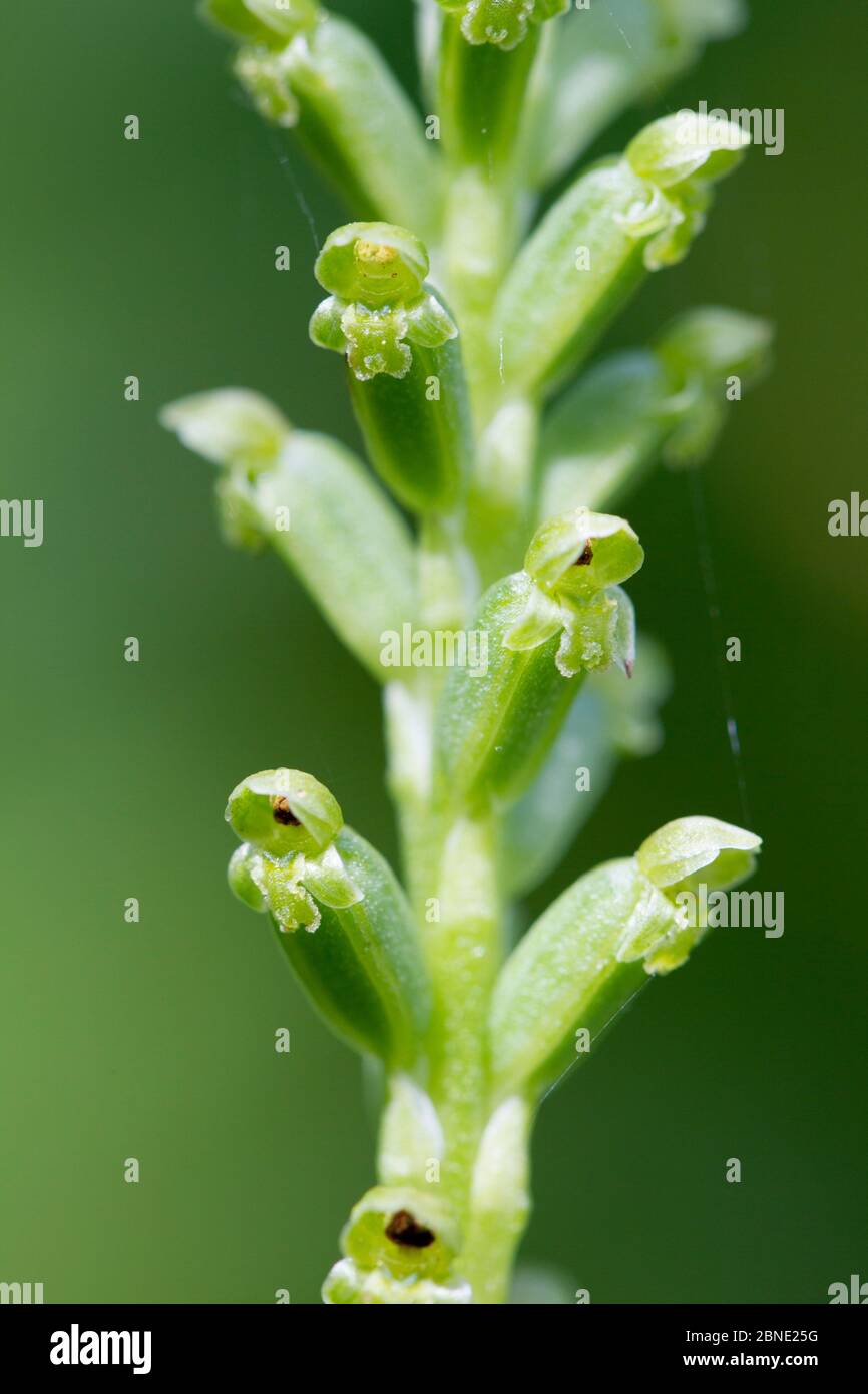 Microtis Unifolia High Resolution Stock Photography and Images - Alamy