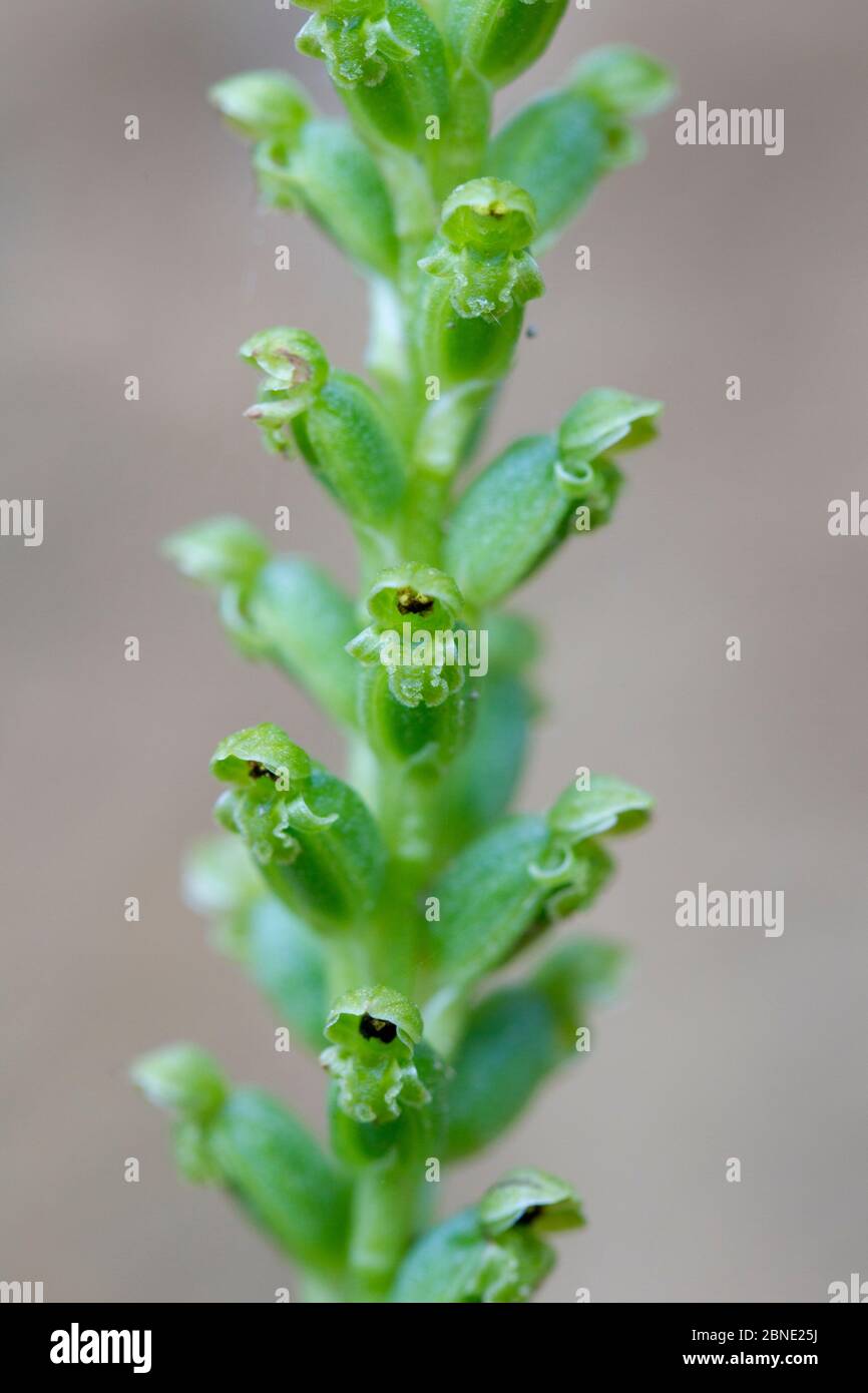 Common onion orchid (Microtis unifolia) close up of flowers, Motuara ...