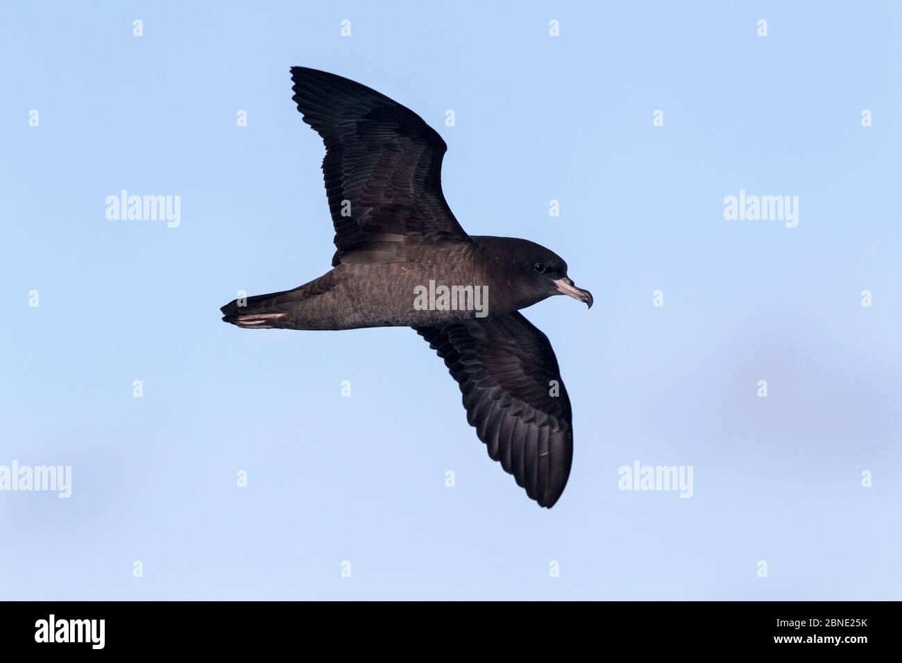 Flesh footed shearwater (Puffinus carneipes) flying, showing the ...