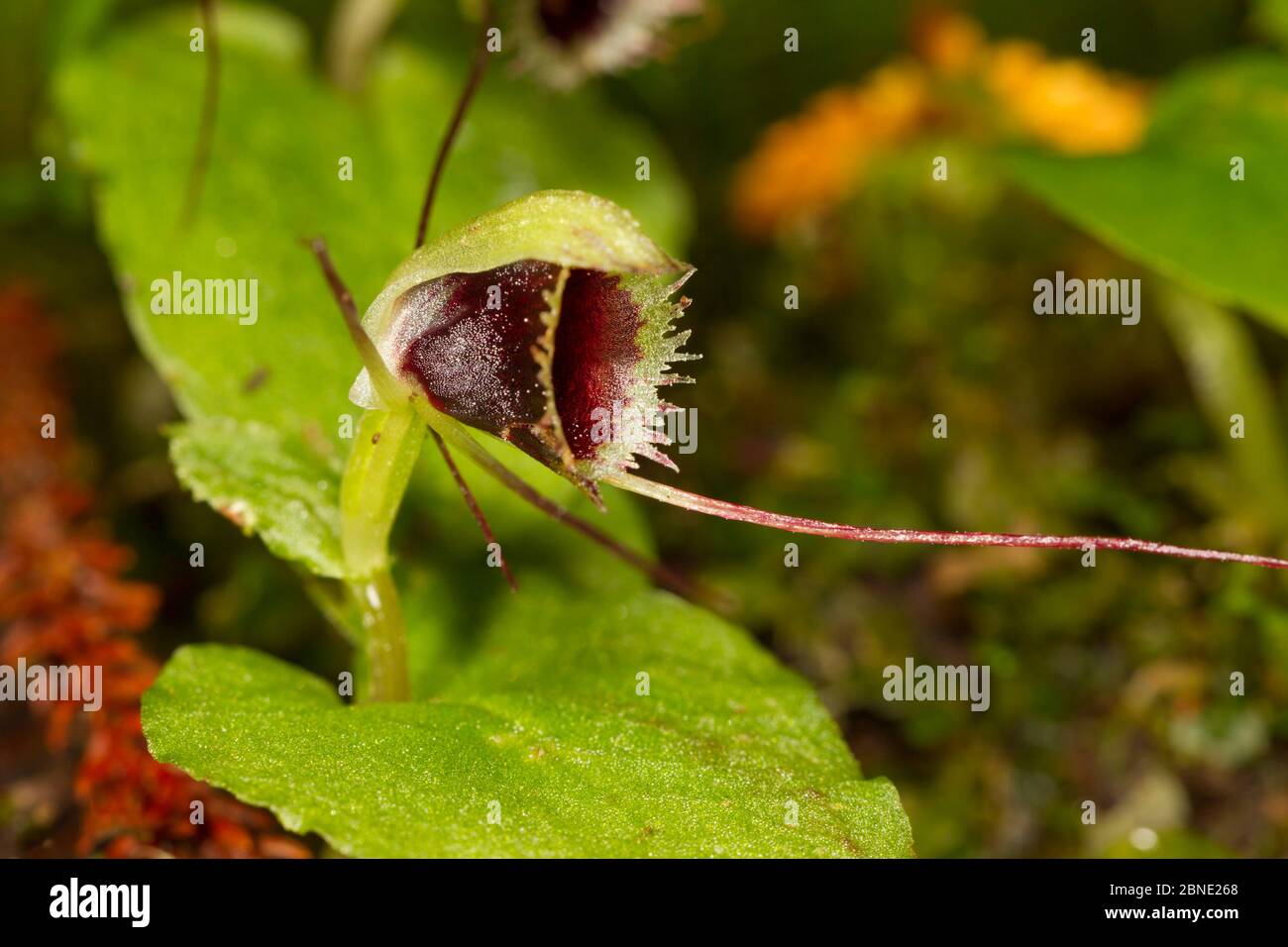 Oblongus High Resolution Stock Photography and Images - Alamy