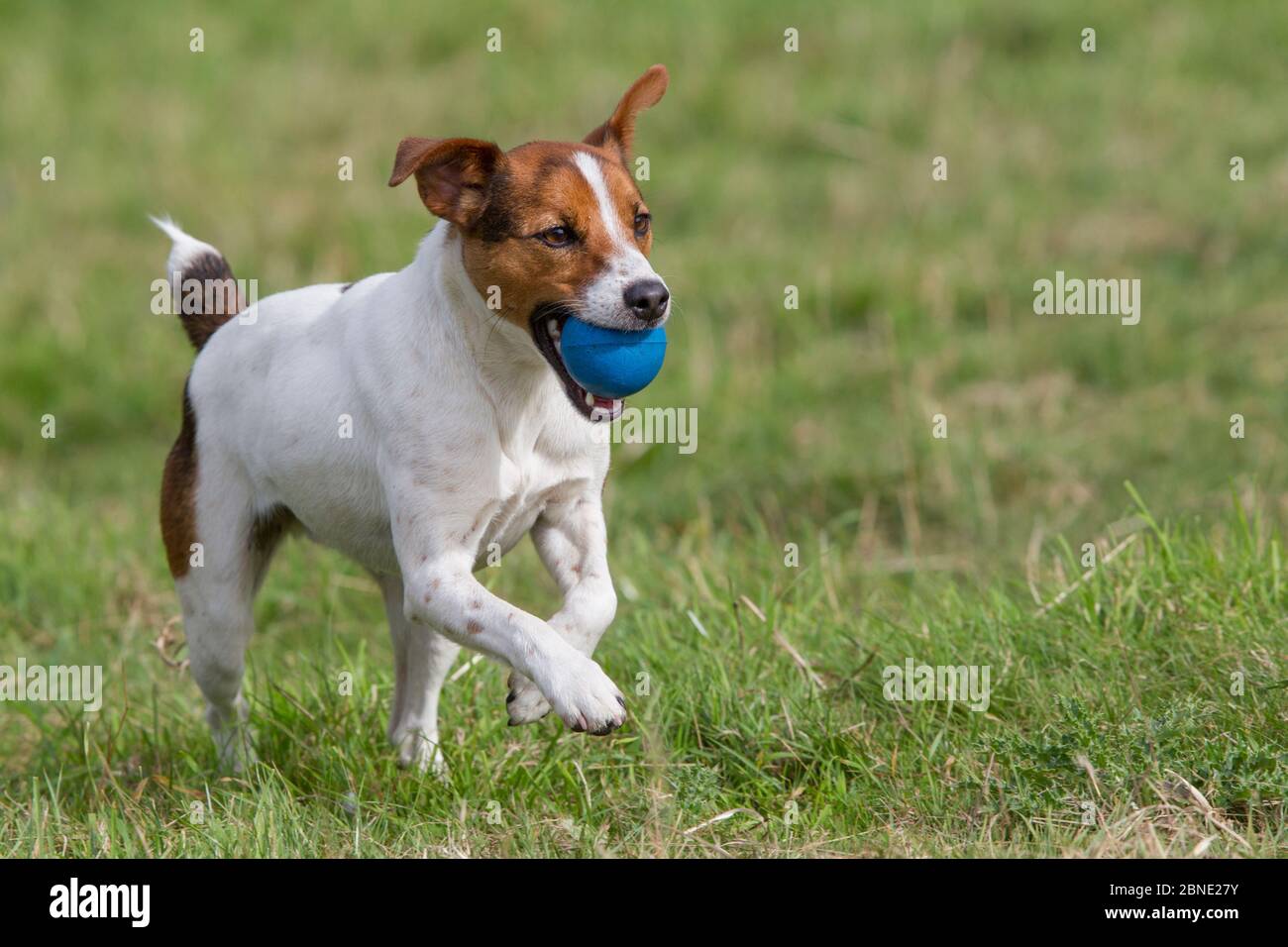 Young Jack Russell terrier running across a field carrying a blue ball ...