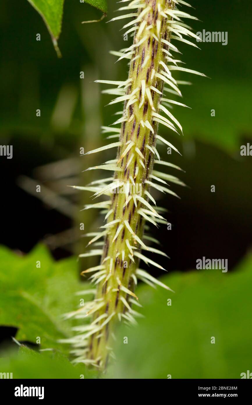 Ongaonga / New Zealand stinging nettle (Urtica ferox) close up of the ...