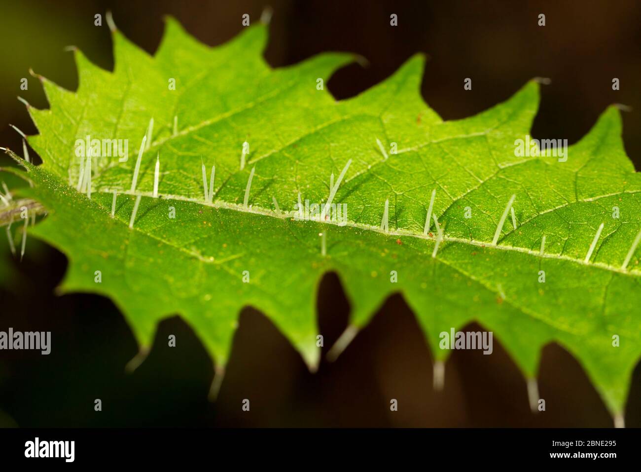 New zealand stinging nettle hi-res stock photography and images - Alamy