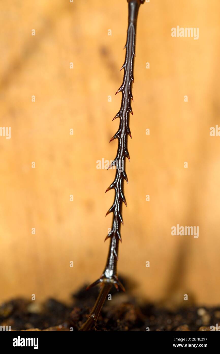 Cave weta (Pachyrhamma sp) close up of the hind leg of a male, Boundary ...