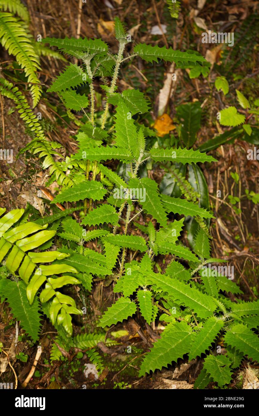 New zealand stinging nettle hi-res stock photography and images - Alamy