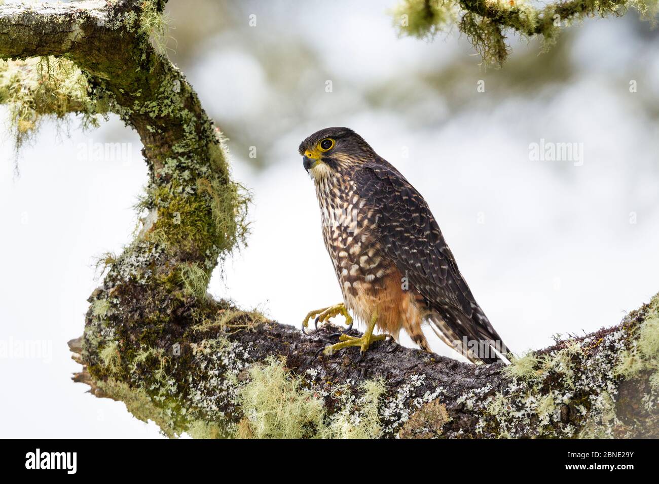 Male New Zealand falcon (Falco novaeseelandiae) on lichen covered ...