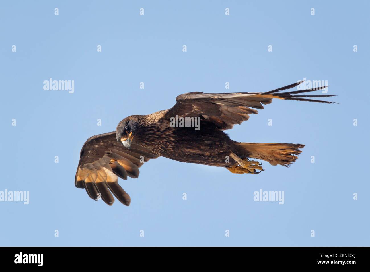 Striated caracara / Johnny rook (Phalcoboenus australis) flying against ...
