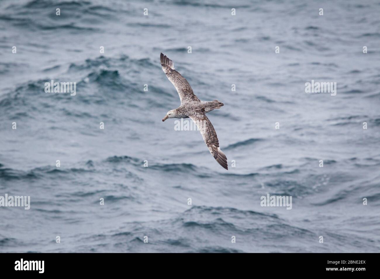 Outer wing hi-res stock photography and images - Alamy