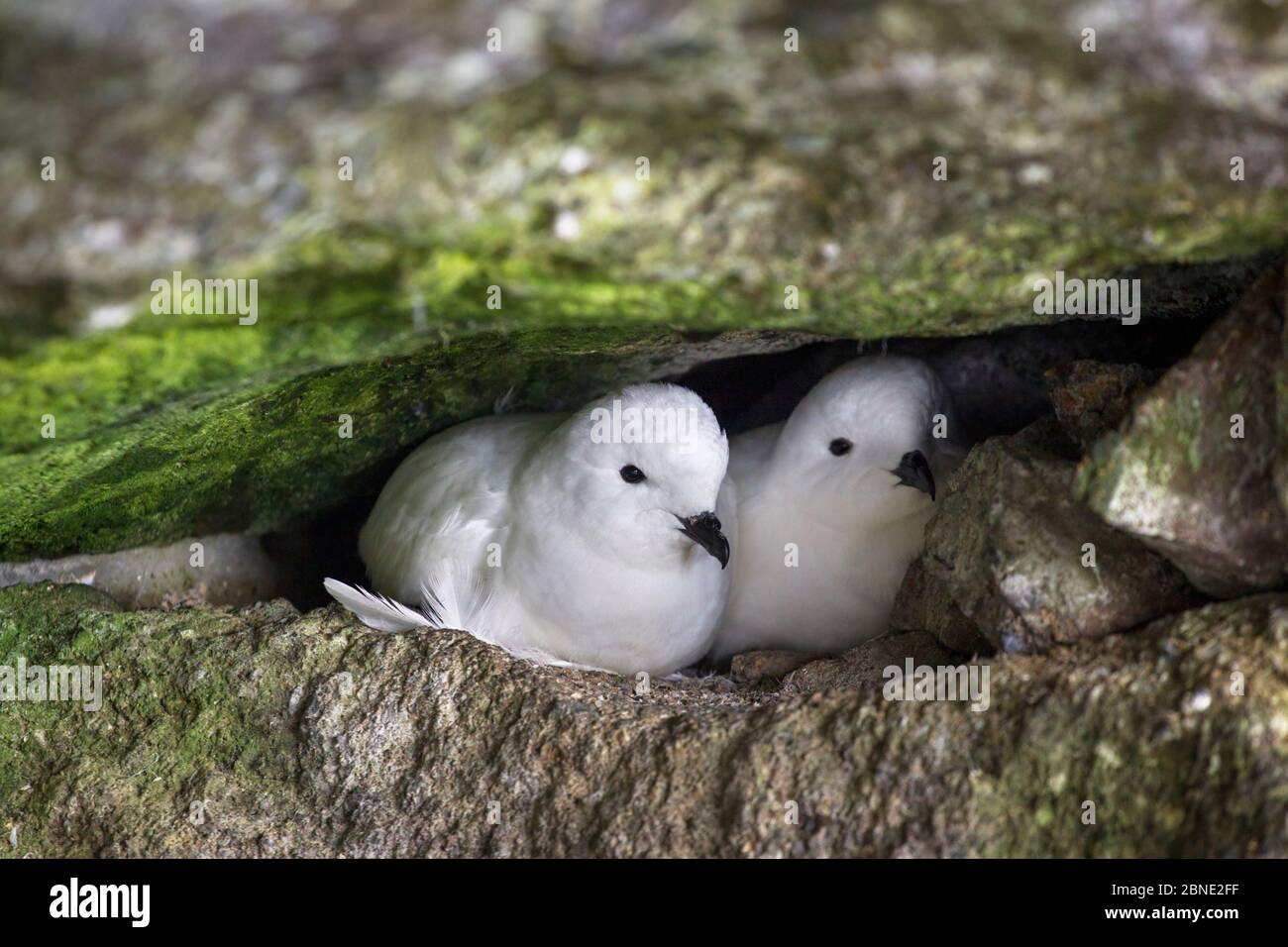 Snow petrel nest hi-res stock photography and images - Alamy