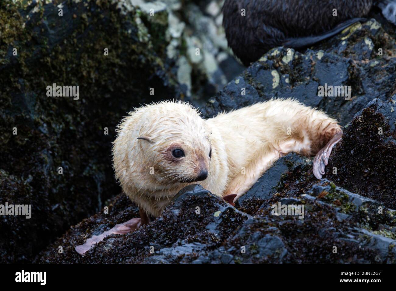 Leucistic Antarctic fur seal (Arctocephalus gazella) pup on rock ...