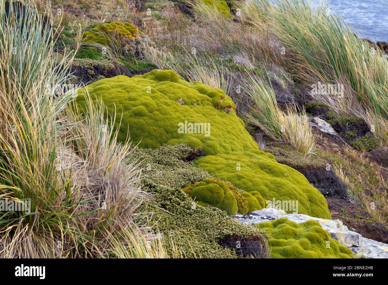 Bolax hi-res stock photography and images - Alamy