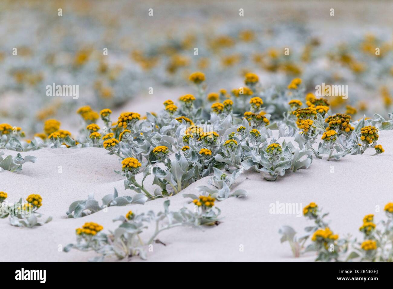 Sea cabbage (Senecio candicans) flowering on sand dune, Bleaker Island ...