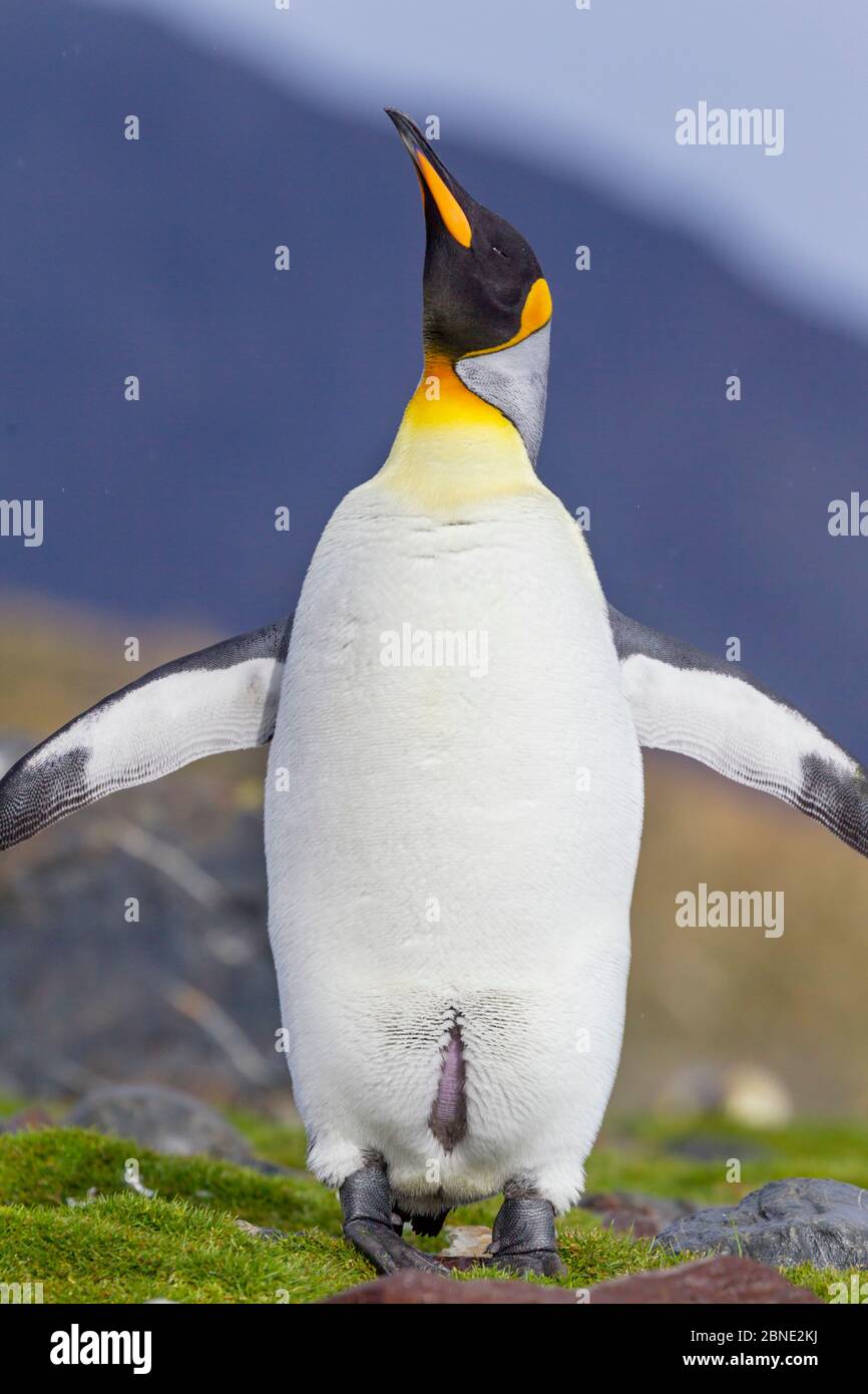 Brood patch hi-res stock photography and images - Alamy