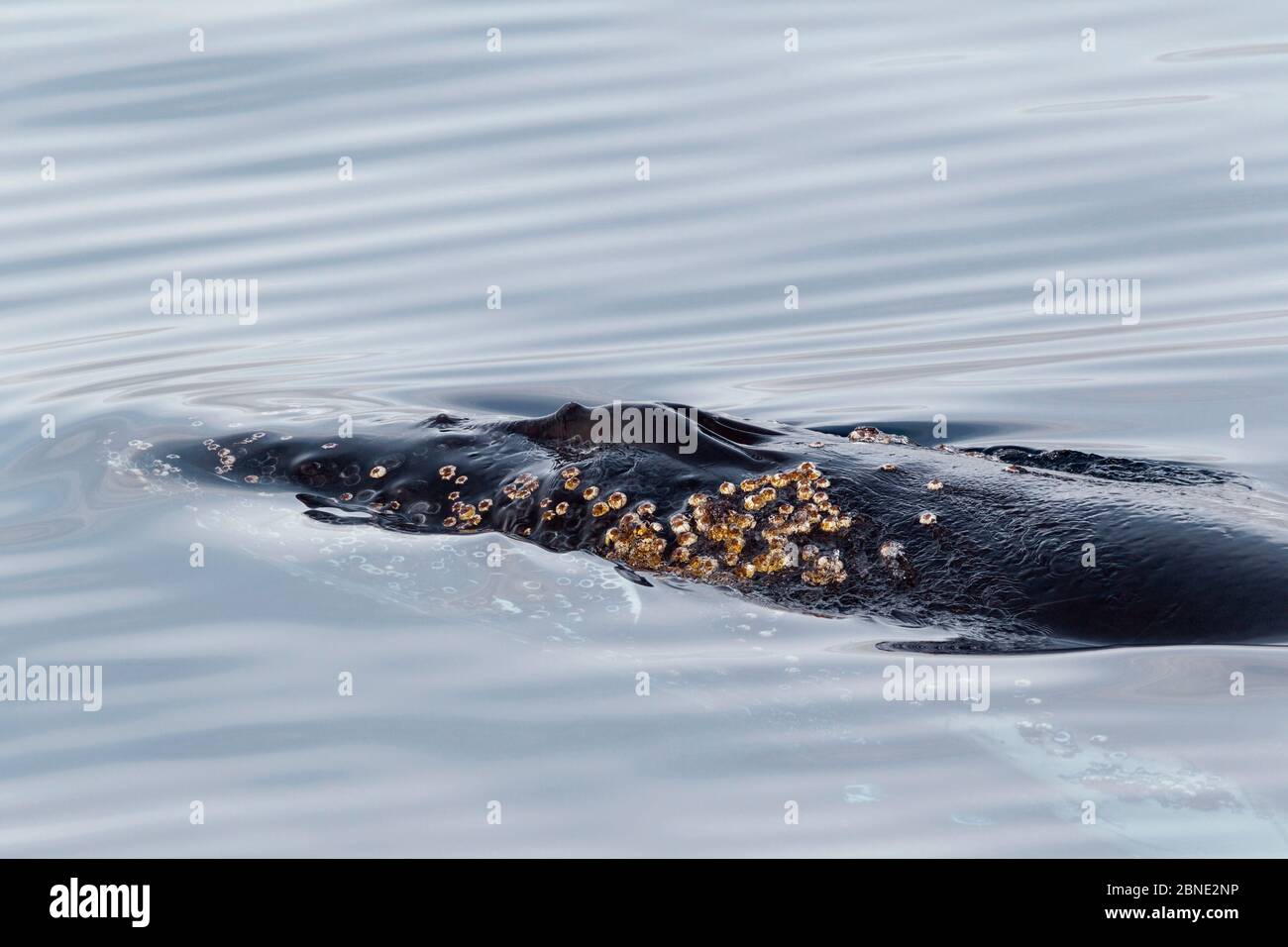Humpback whale (Megaptera novaeangliae) surfacing with barnacles ...