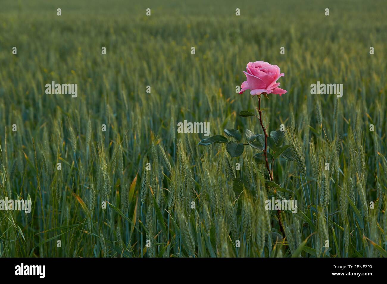 pink rose in wheat field Stock Photo - Alamy