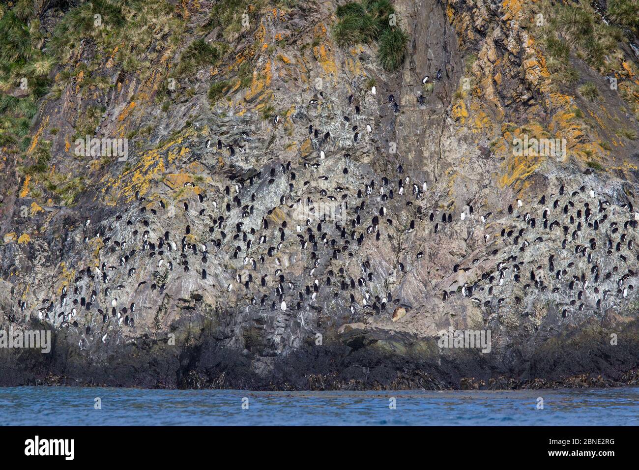 Colony of macaroni penguins hi-res stock photography and images - Alamy