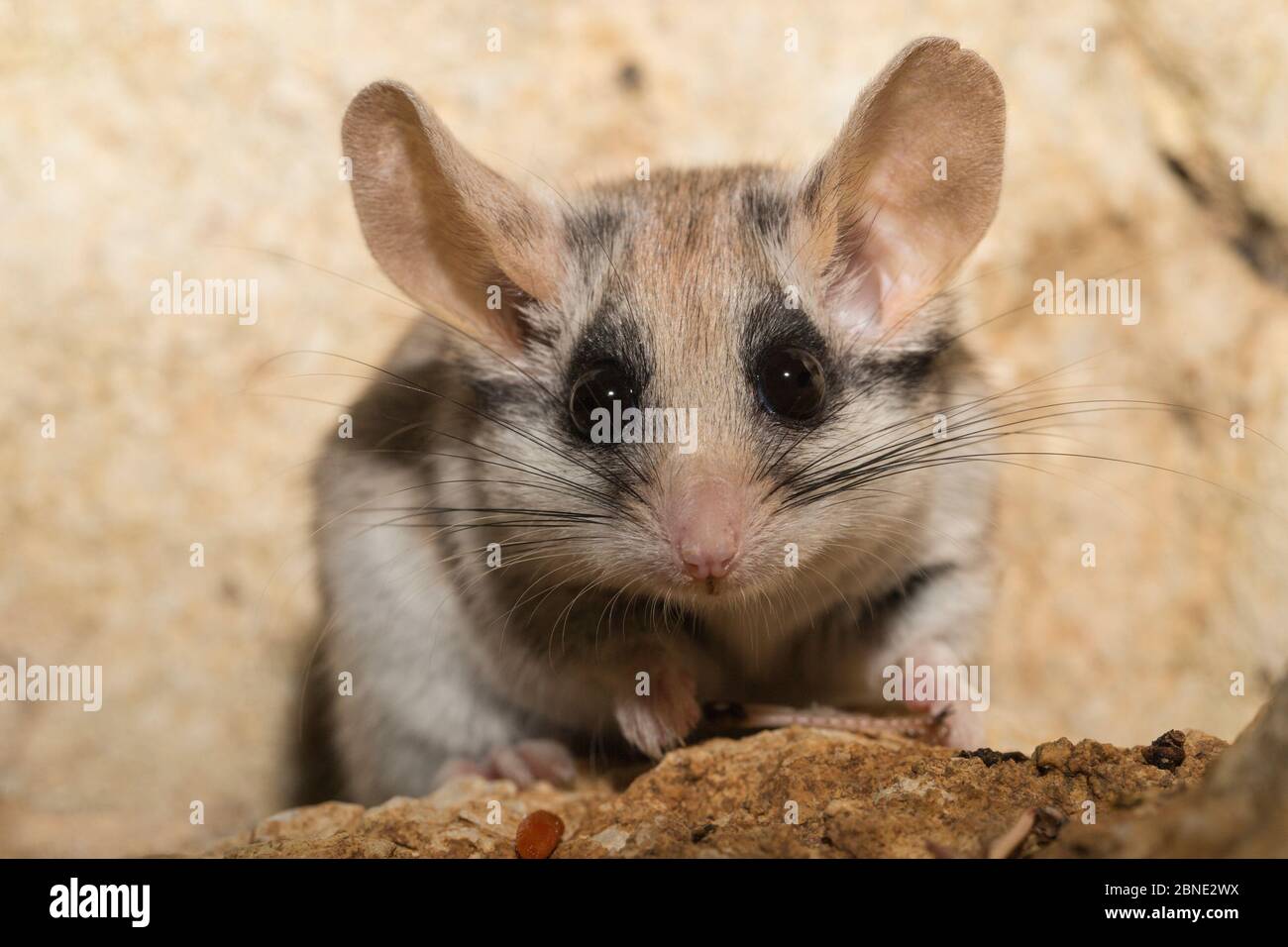 Garden doormouse hi-res stock photography and images - Alamy