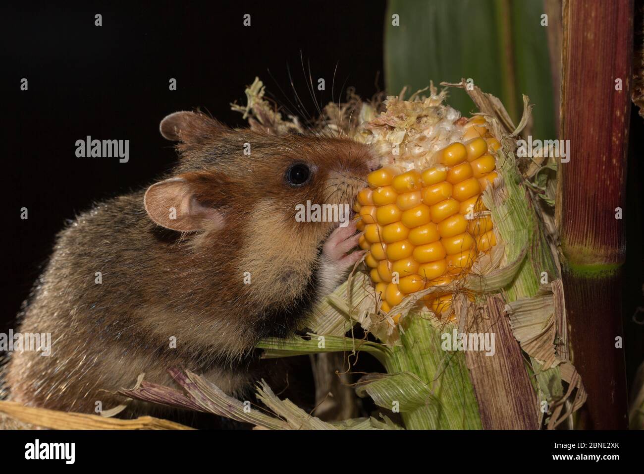 Hamster side view hi-res stock photography and images - Alamy