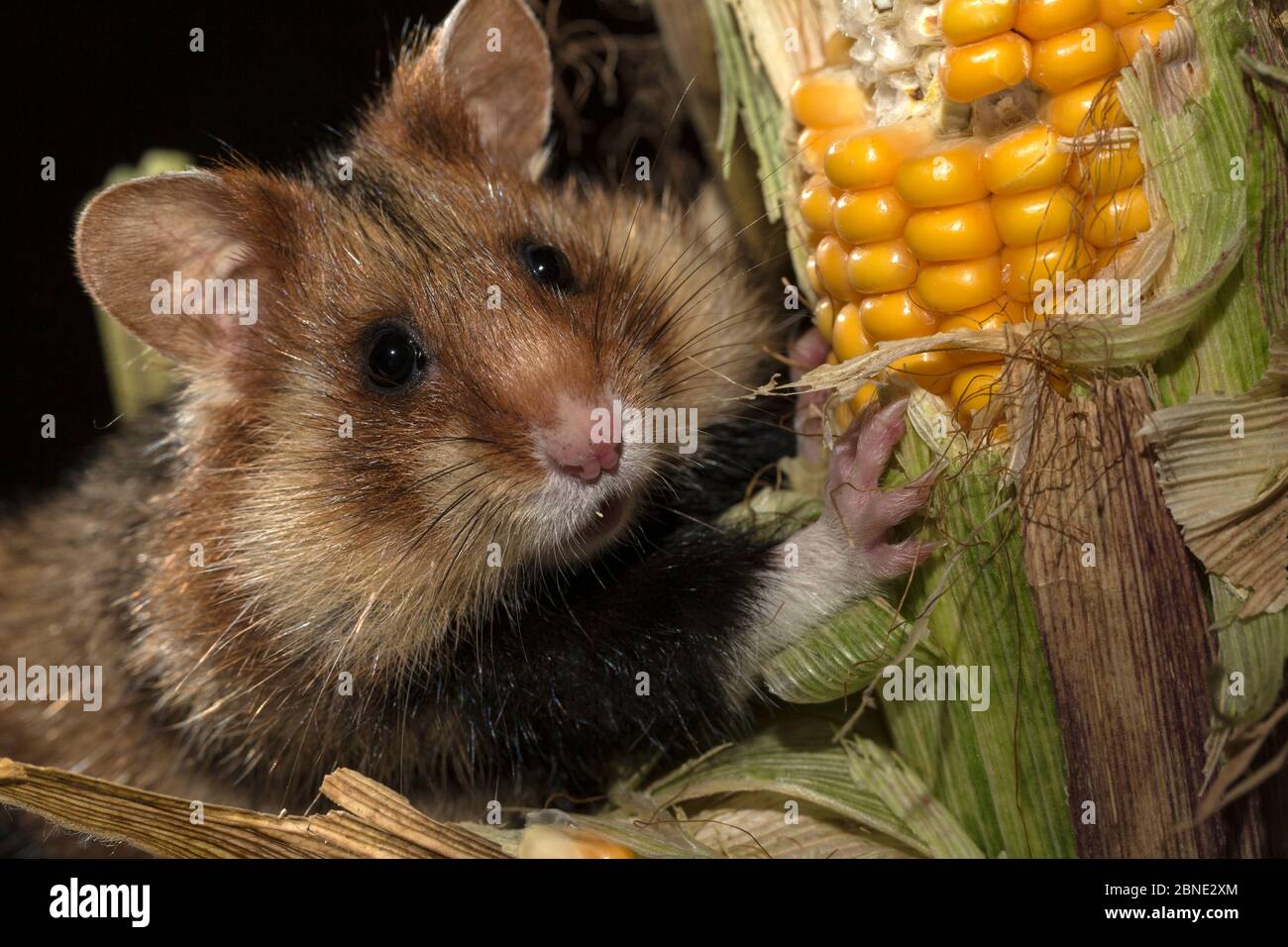 European hamster (Cricetus cricetus) feeding on maize, Captive, occurs ...