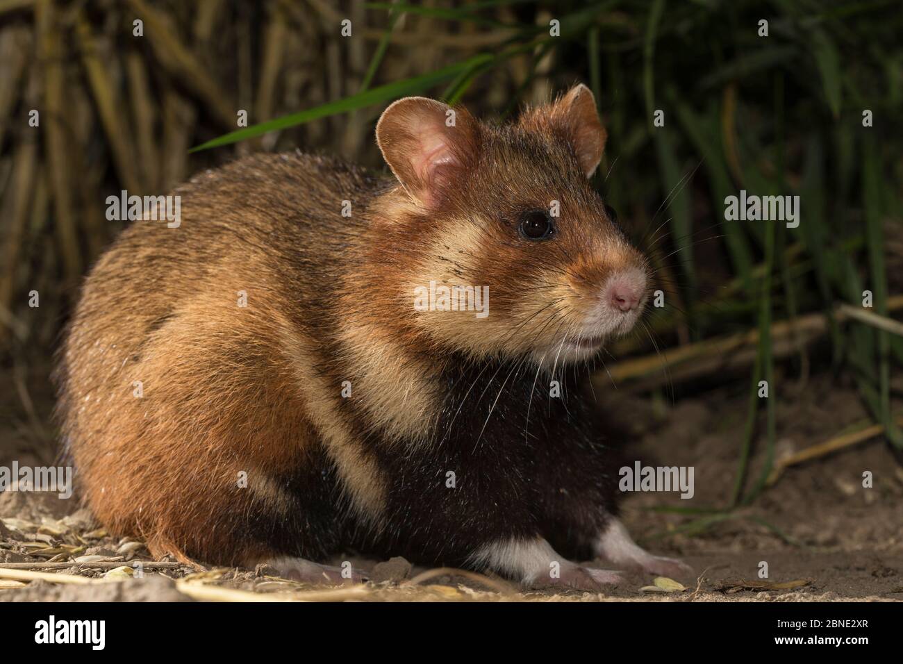 European hamster (Cricetus cricetus) portrait, Captive, occurs in ...