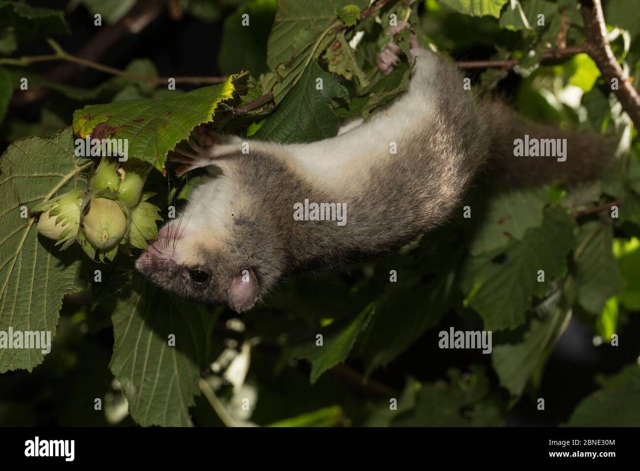 Fat / Edible dormouse (Glis glis) hanging upside down to reach Hazel ...