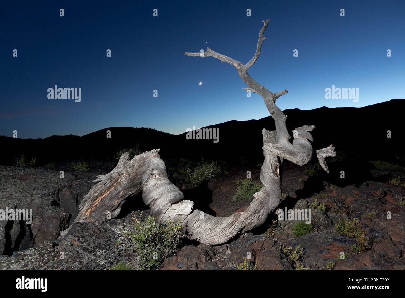 Twisted tree trunk hi-res stock photography and images - Alamy