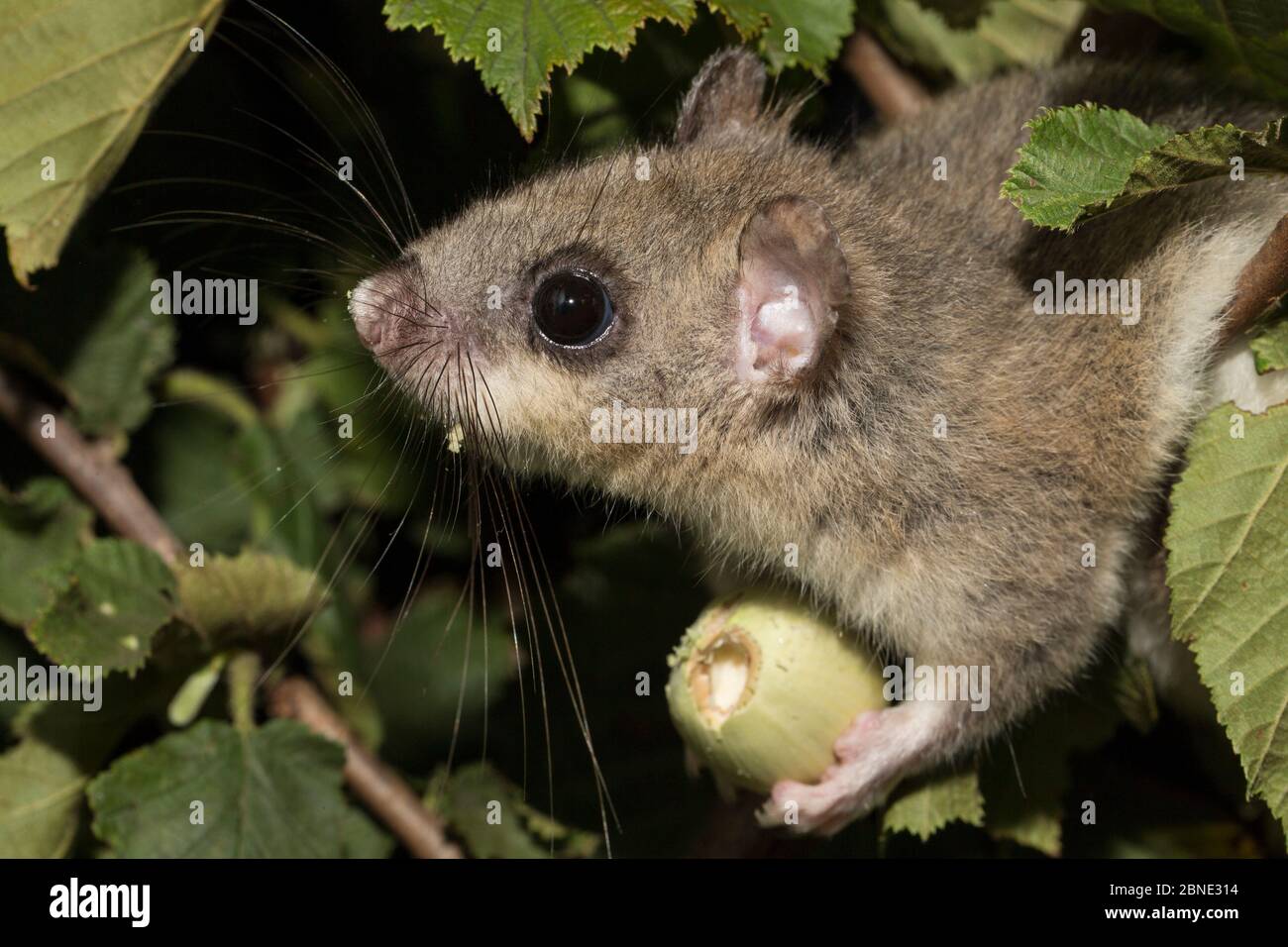 Fat / Edible dormouse (Glis glis) feeding on Hazel nut in a Hazel bush ...