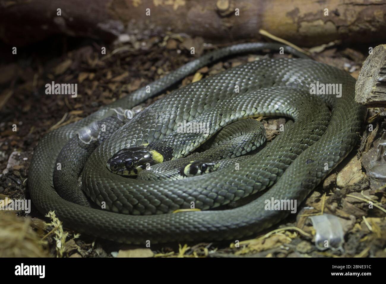 Snakes of germany hi-res stock photography and images - Alamy