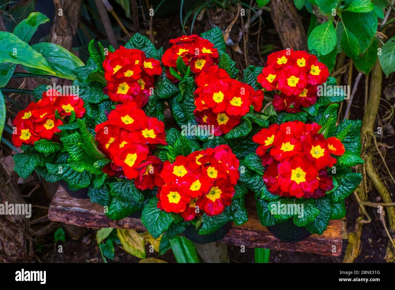 potted red and yellow primrose plants with colorful flowers, Exotic ...