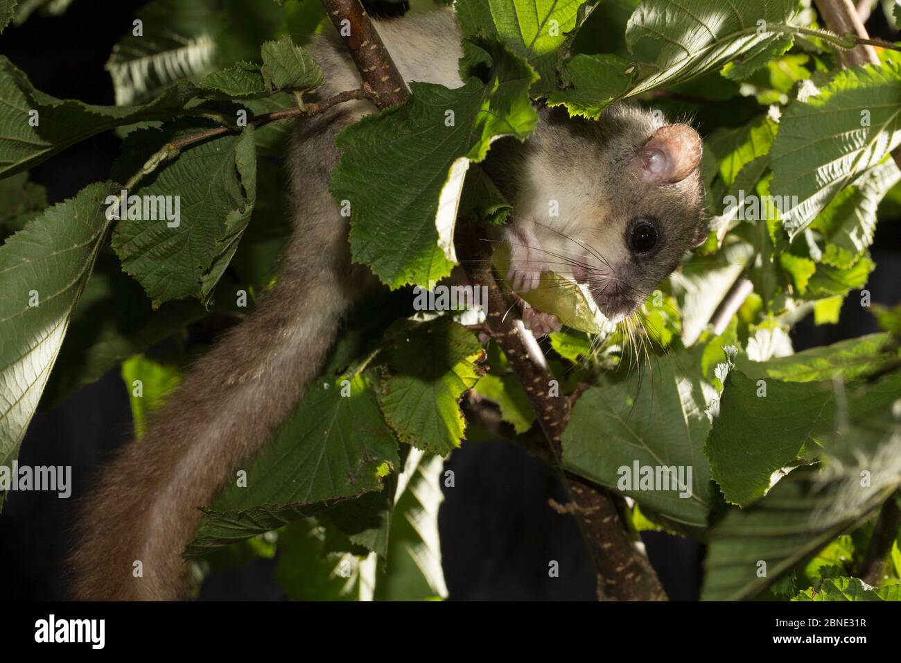 Fat doormouse hi-res stock photography and images - Alamy