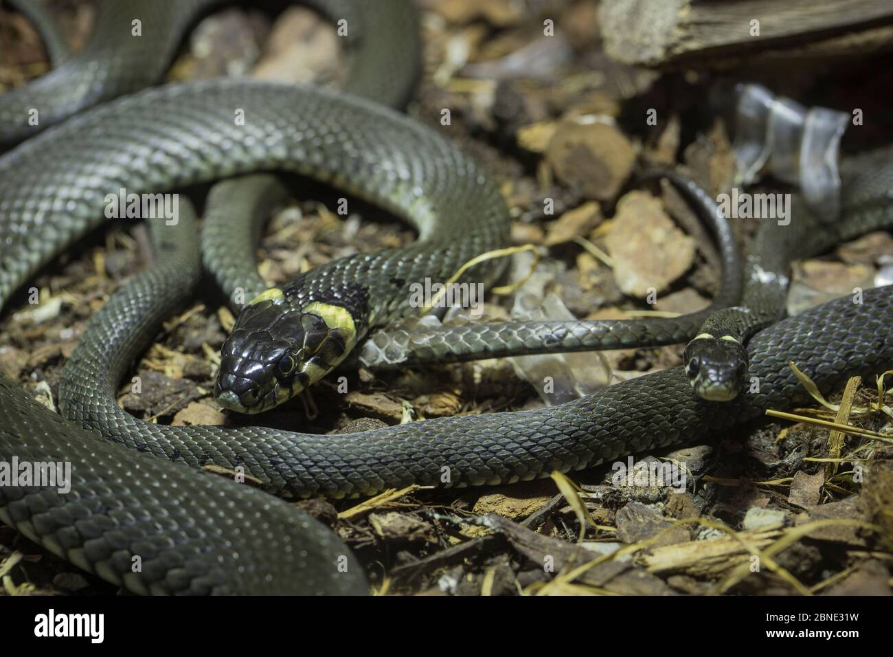 Snakes of germany hi-res stock photography and images - Alamy