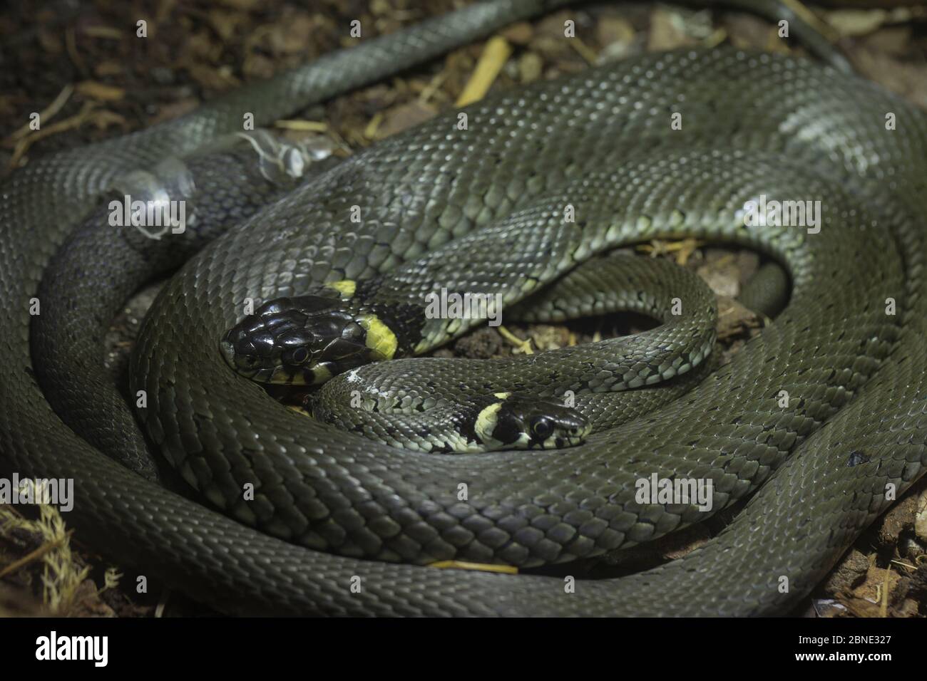 Curled snakes hi-res stock photography and images - Alamy