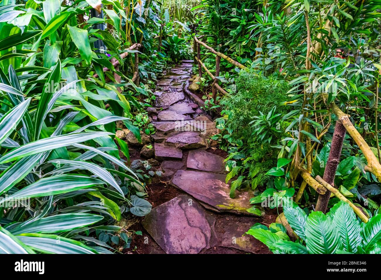 beautiful stone path with flowing water in a tropical garden, modern ...