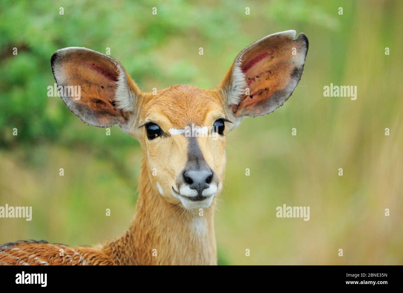 Bush buck (Tragelaphus sylvaticus / scriptus) female, iMfolozi National ...