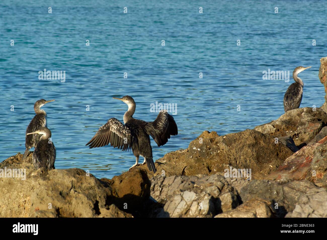 Sunbathing cormorants hi-res stock photography and images - Alamy