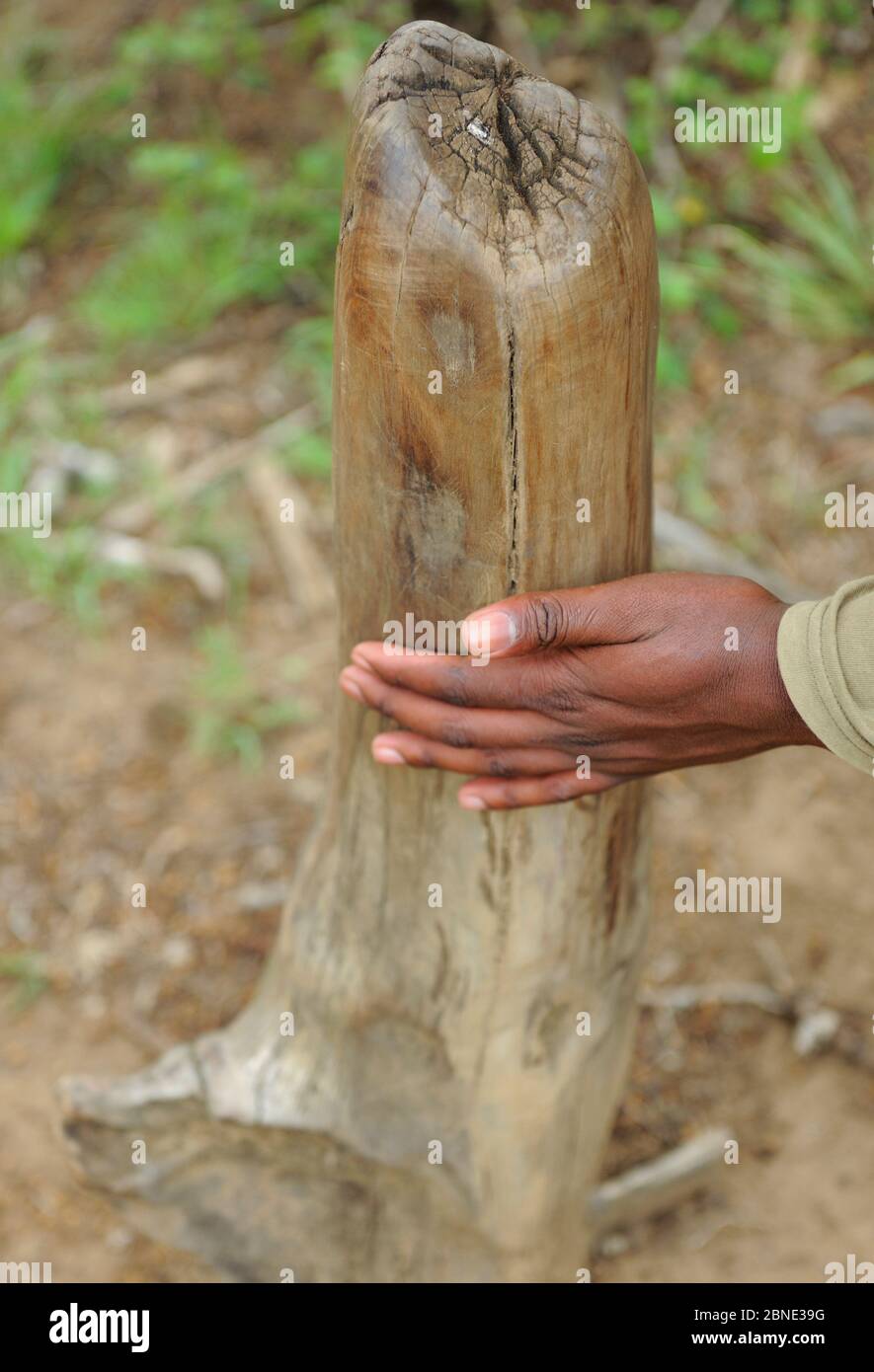 Rhino rubbing post rhinos, both black and white rhinos. They scratch ...
