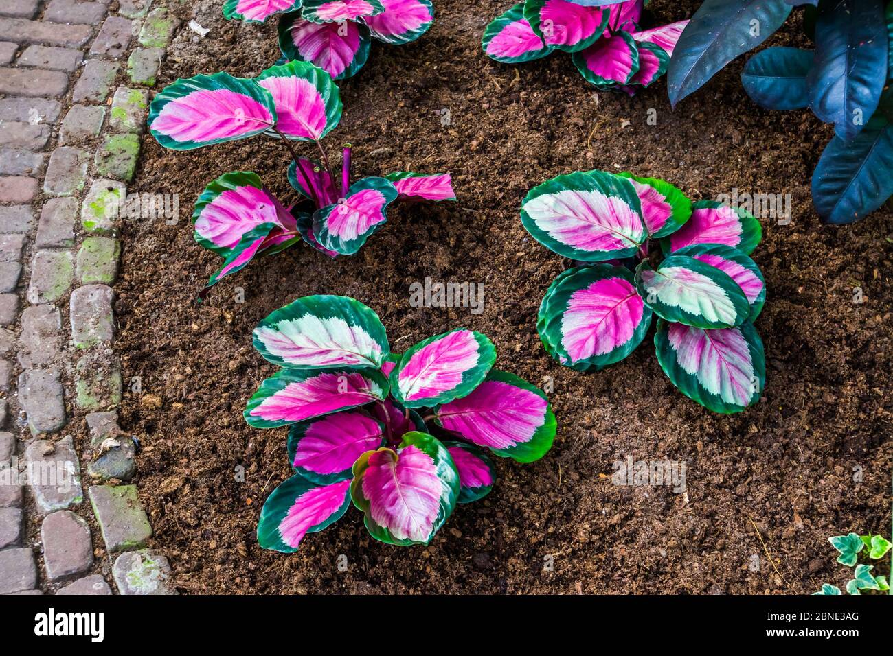 pink elephant ear plants in a tropical garden, popular exotic plant ...