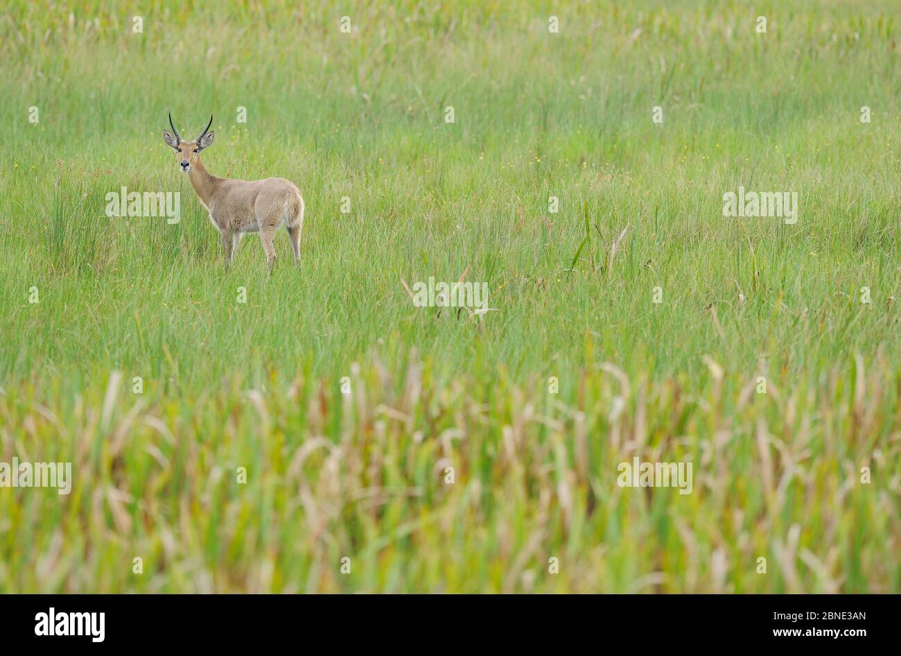 Reed buck (Redunca arundinum) St Lucia Wetlands National Park, South ...