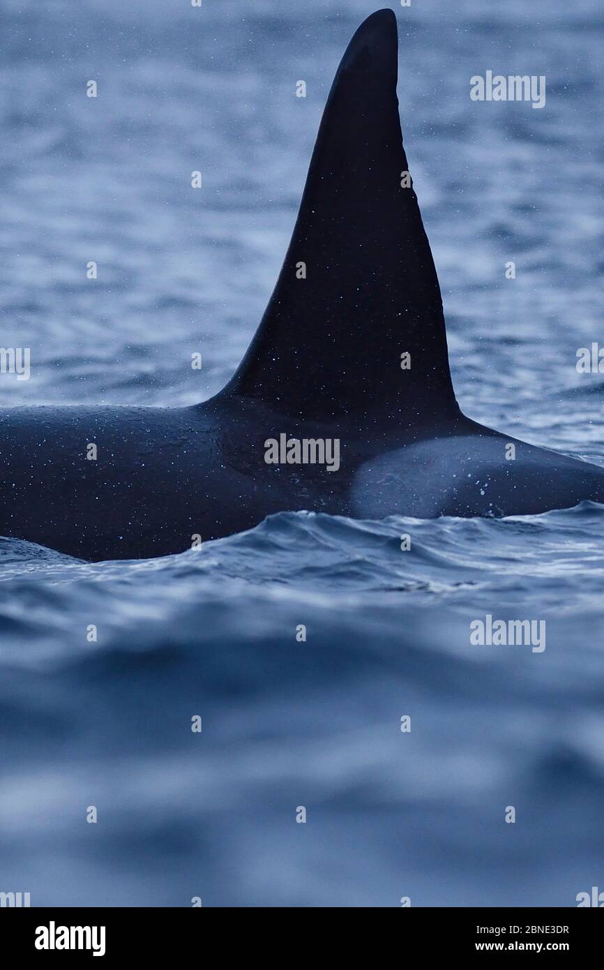 Dorsal fin of Orca / Killer whale (Orcinus orca) surfacing, Senja ...